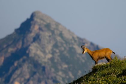 Wildlife/Fotografohet në Kosovë simboli i natyrës shqiptare - Albspirit